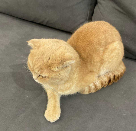 Qiz bola Scottish Fold
