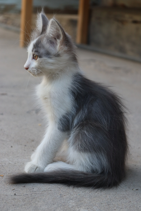 Котенок в Надёжные руки!