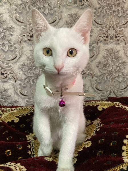 Angora 3 oylik lotok biladi