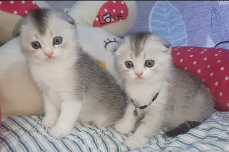 Скоттиш фолд мальчики