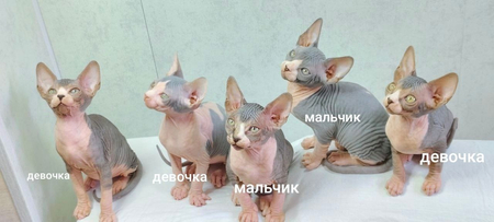 Канадские сфинксы