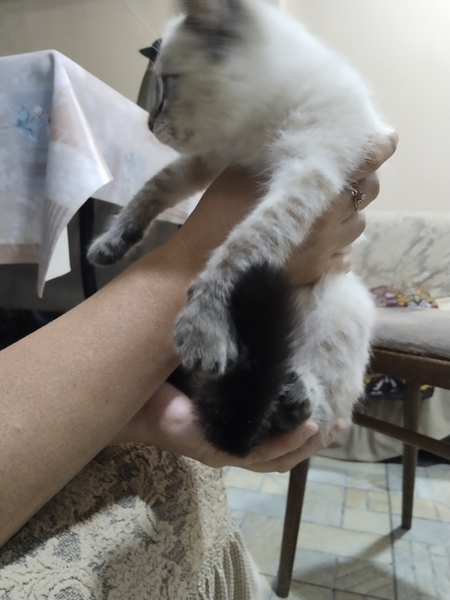 Кот породистый пепельного цвета