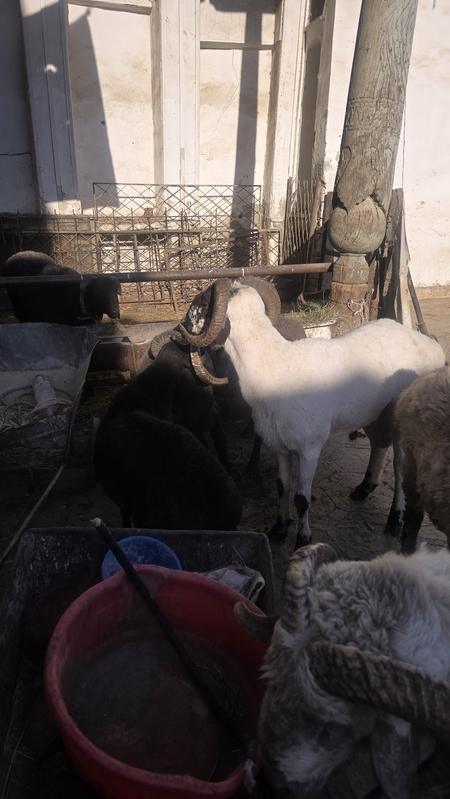 Qo\\\'ylar sotiladi