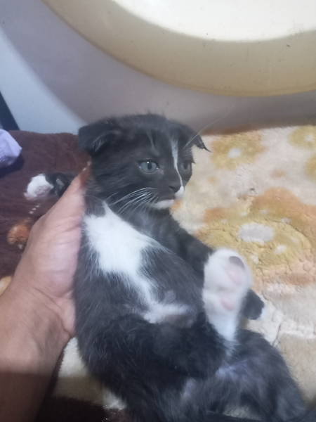 Продаются котята , шотланские вислоухие и бенгальские остроухие,