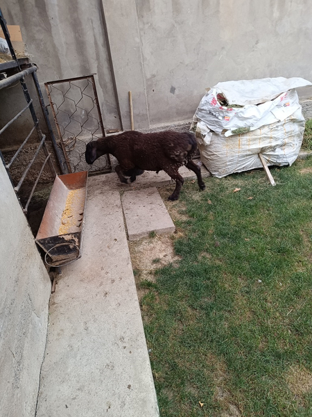 Qassob qoy soyish xizmati