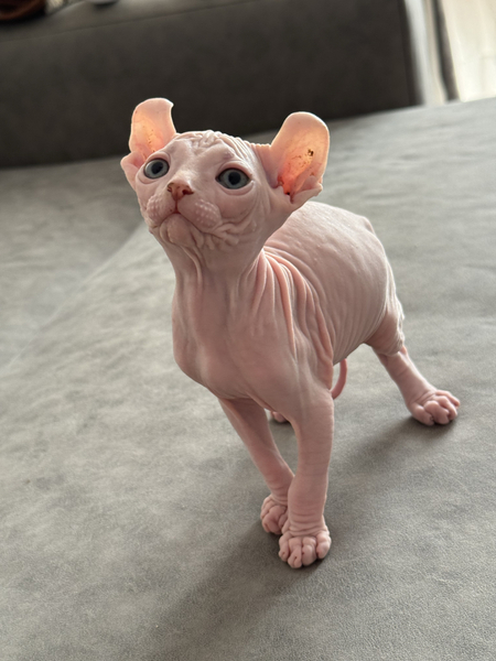 Эльф сфинкс котята