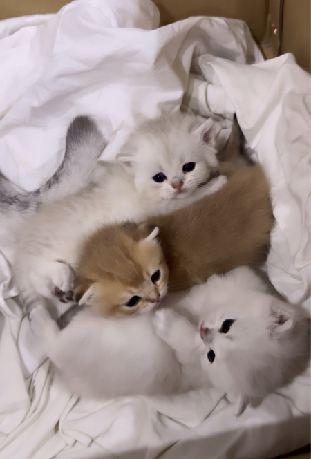 Продаются Котята