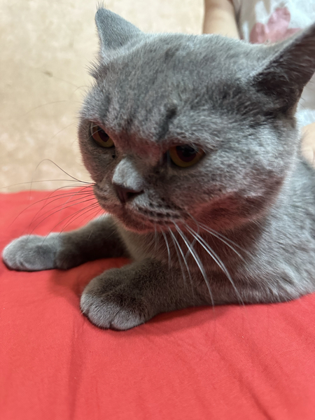 Кот британский