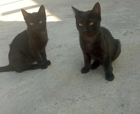 Котята в хорошие руки, бесплатно.