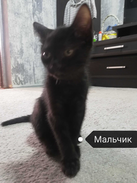 Mushukchalar, Котята