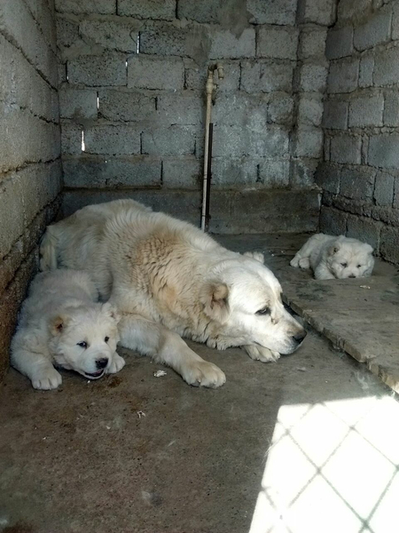 Продается Алабай девочка