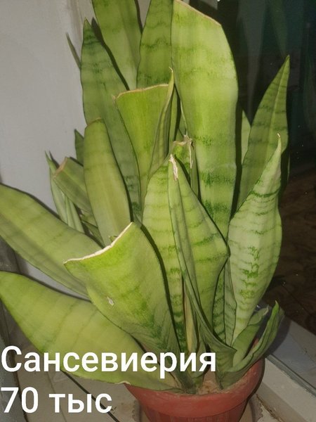 Цветок сансевиерия