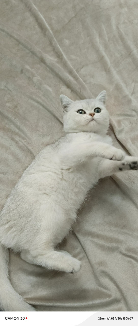 Shinshilla 3 oylik