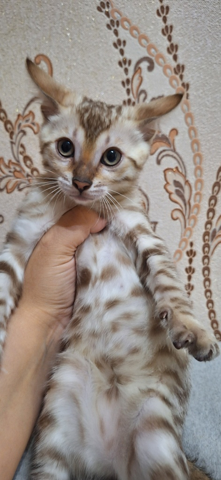 Бенгальские чистокровные котята