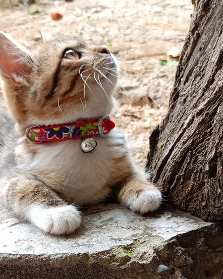 Котёнок Скоттиш страйт!