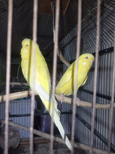 Albinos andurka qizil koz