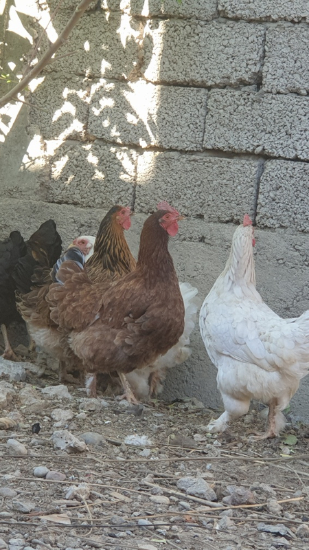 Tovuq xurozlar sotiladi