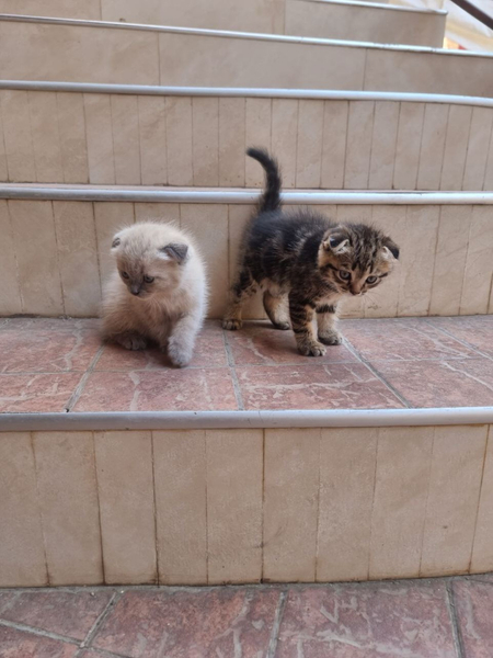 Шотландская вислоухая кошка