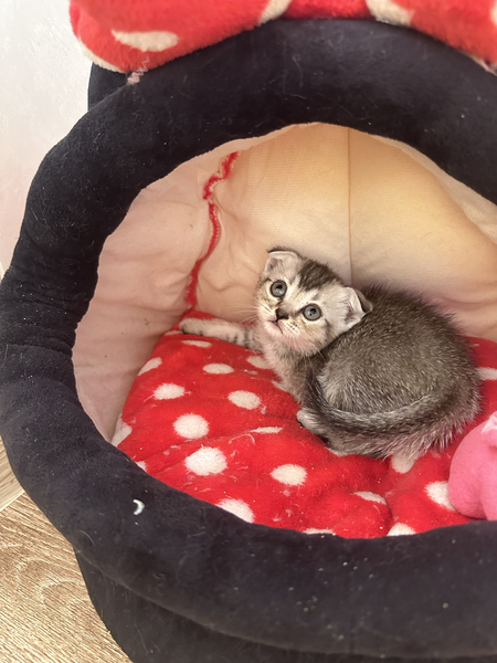 Скотиш фолд окрас серебро шиншилла