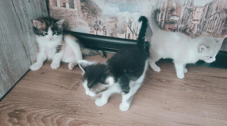 Котята в добрые руки