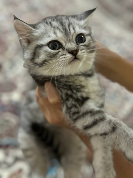 Продаются британские котята фолд и страйт