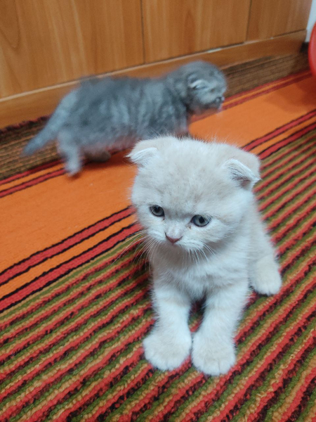 Котята Скоттиш фолд - Scottish Fold