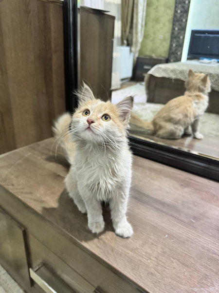 отдам беплатна кошку