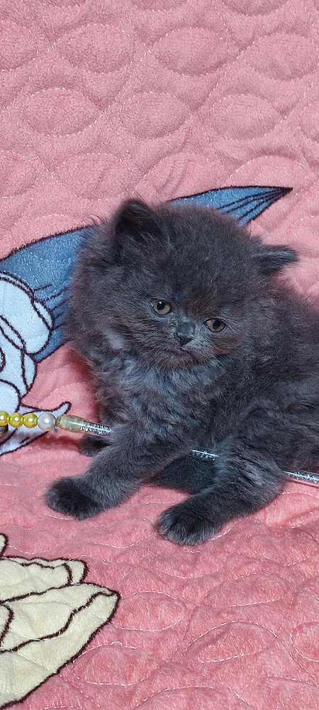 Продаются персидские котята