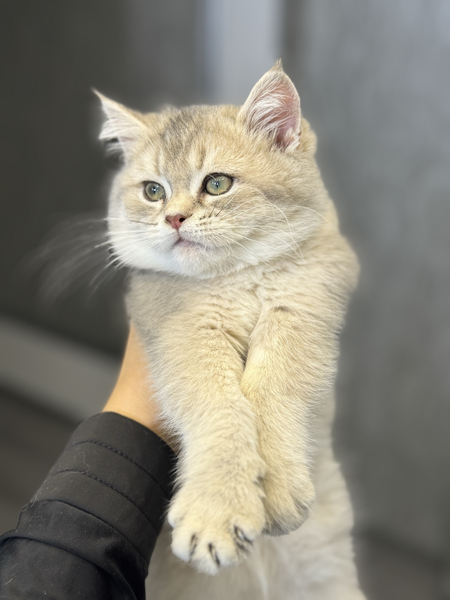 Продается котенок шиншилла