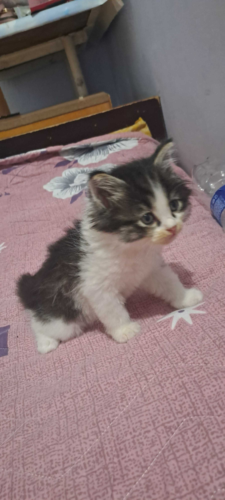 котята в Ургенче