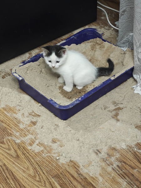 Котята. 3 шт. 1 месяц
