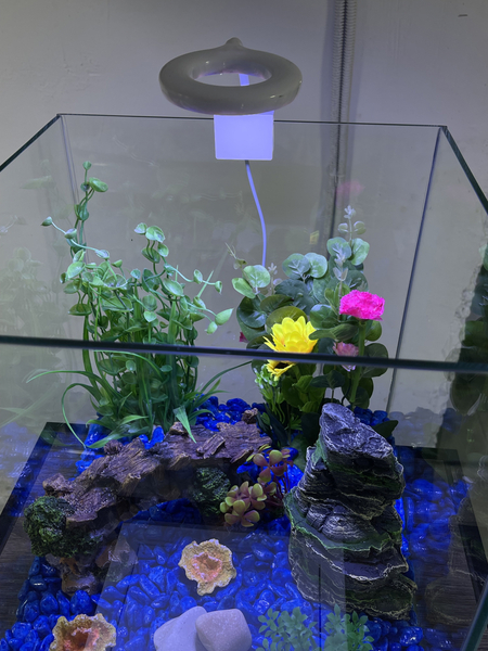 Akvarium Kub 0.6 oynadan yasalgan