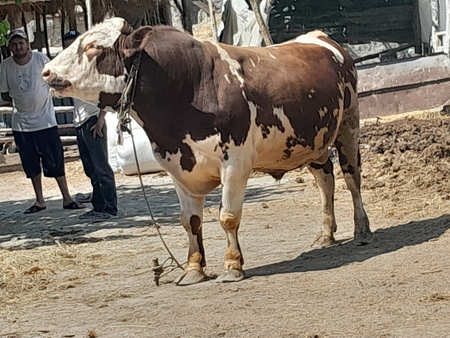 Qurbonlik uchun semiz buqa bor sotiladi