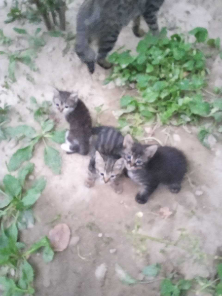Котята в добрые руки