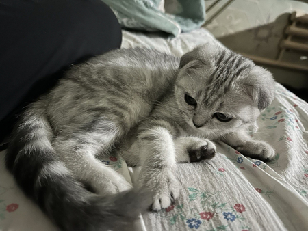 Продается котята