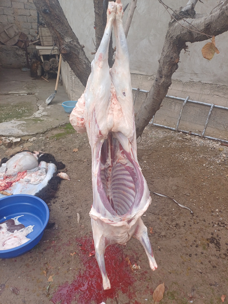 Кассобман, Куй, Паррандалар суяман