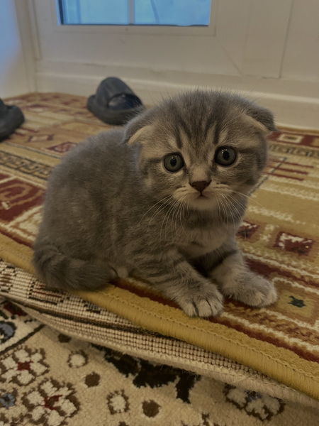 Породистая Кошка. Скоттиш Фолд 1 месяца и 11 дней