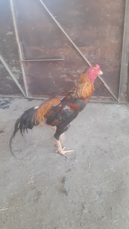 Horoz sotiladi zoti Shamo