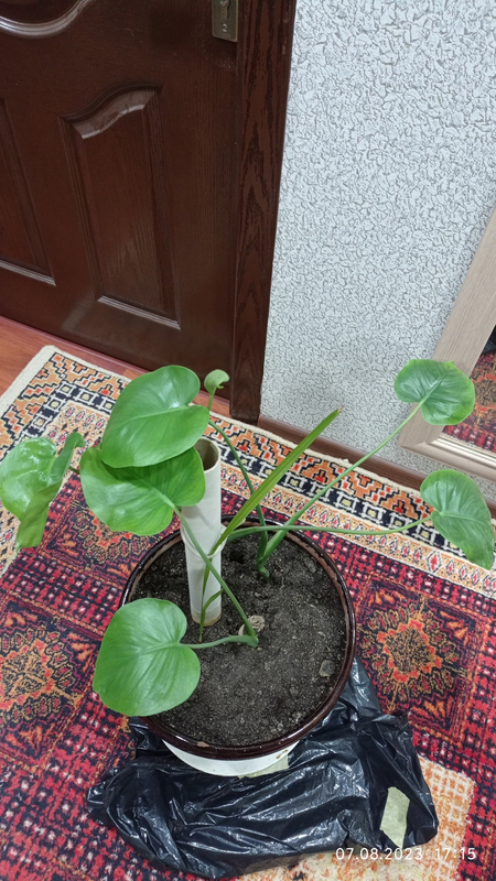 Комнатные цветы.