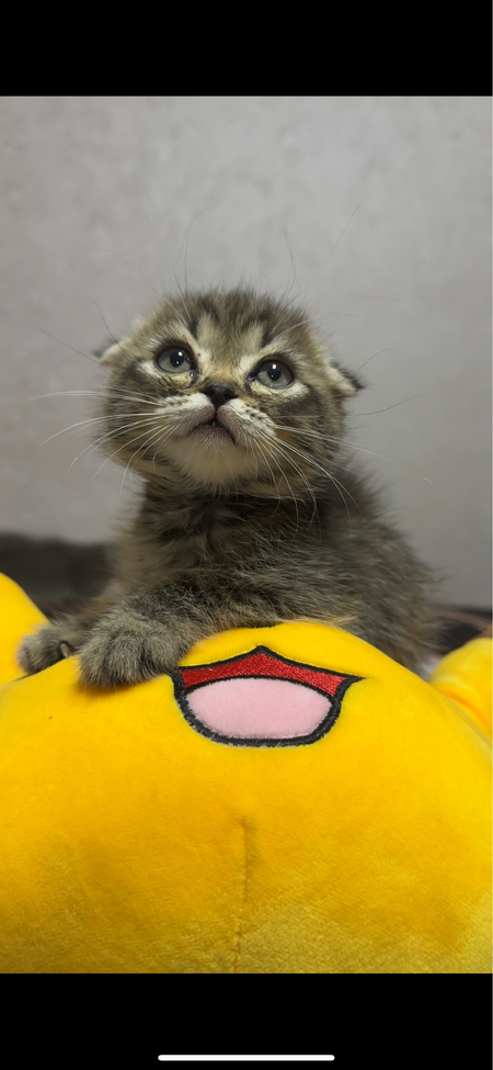 Скотиш фолд