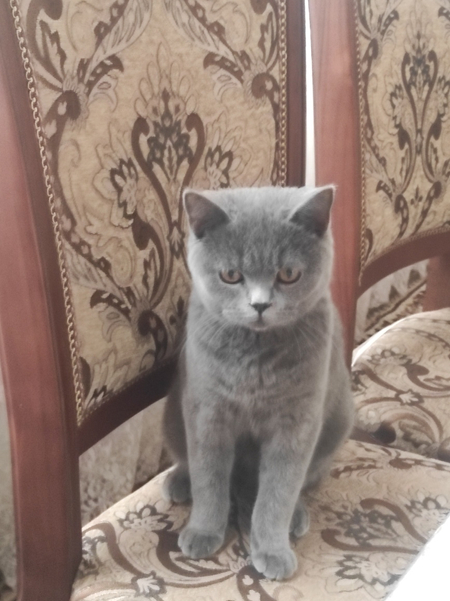 Продается Британский котенок
