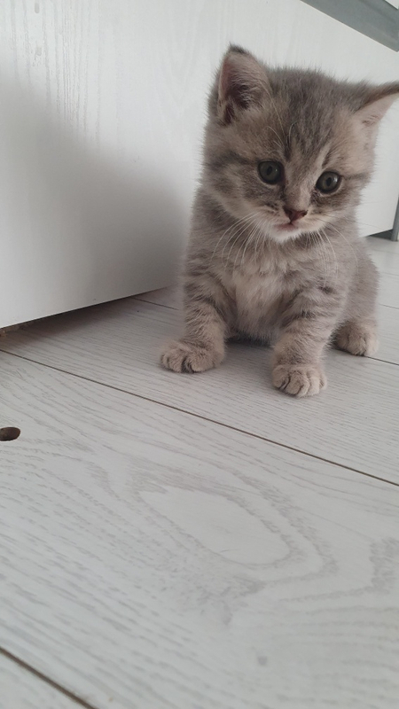 Британские котята