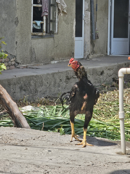 Zoti toza xo'roz sotiladi