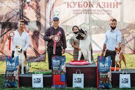Продаётся Щенок Акита ину чистокровная!