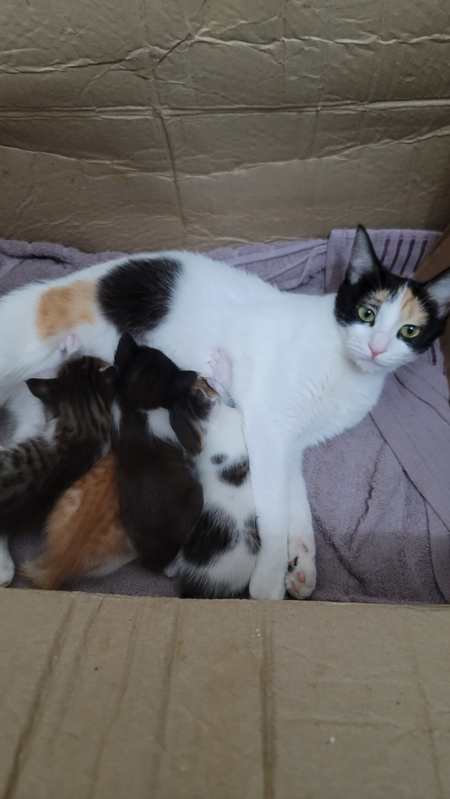 Отдам котята срочно