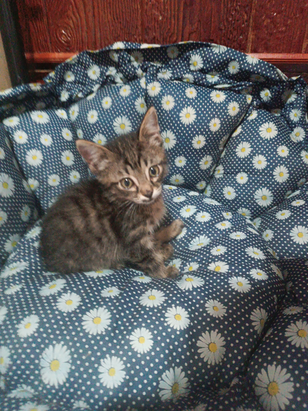Котёнок в ответственные руки !