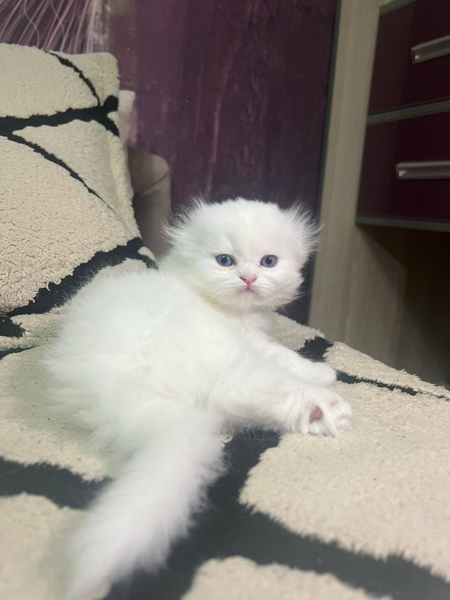 Шотланский Скоттиш Фолд !