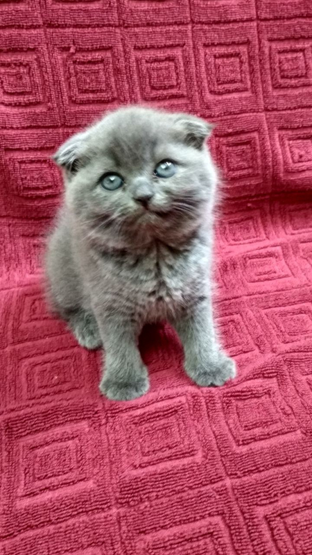 Продаются котята породы скотиш