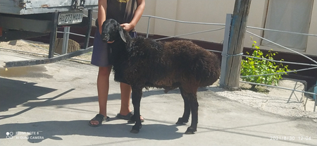 Qóchqor (баран) bor qo'y.