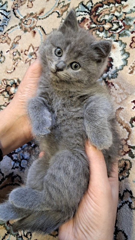Лотокни билишади